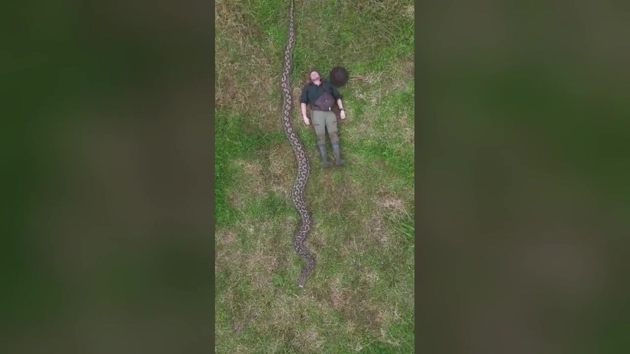 Nedavno odkritje: mrežasti piton v Guinessovi knjigi kot najdaljša kača ...